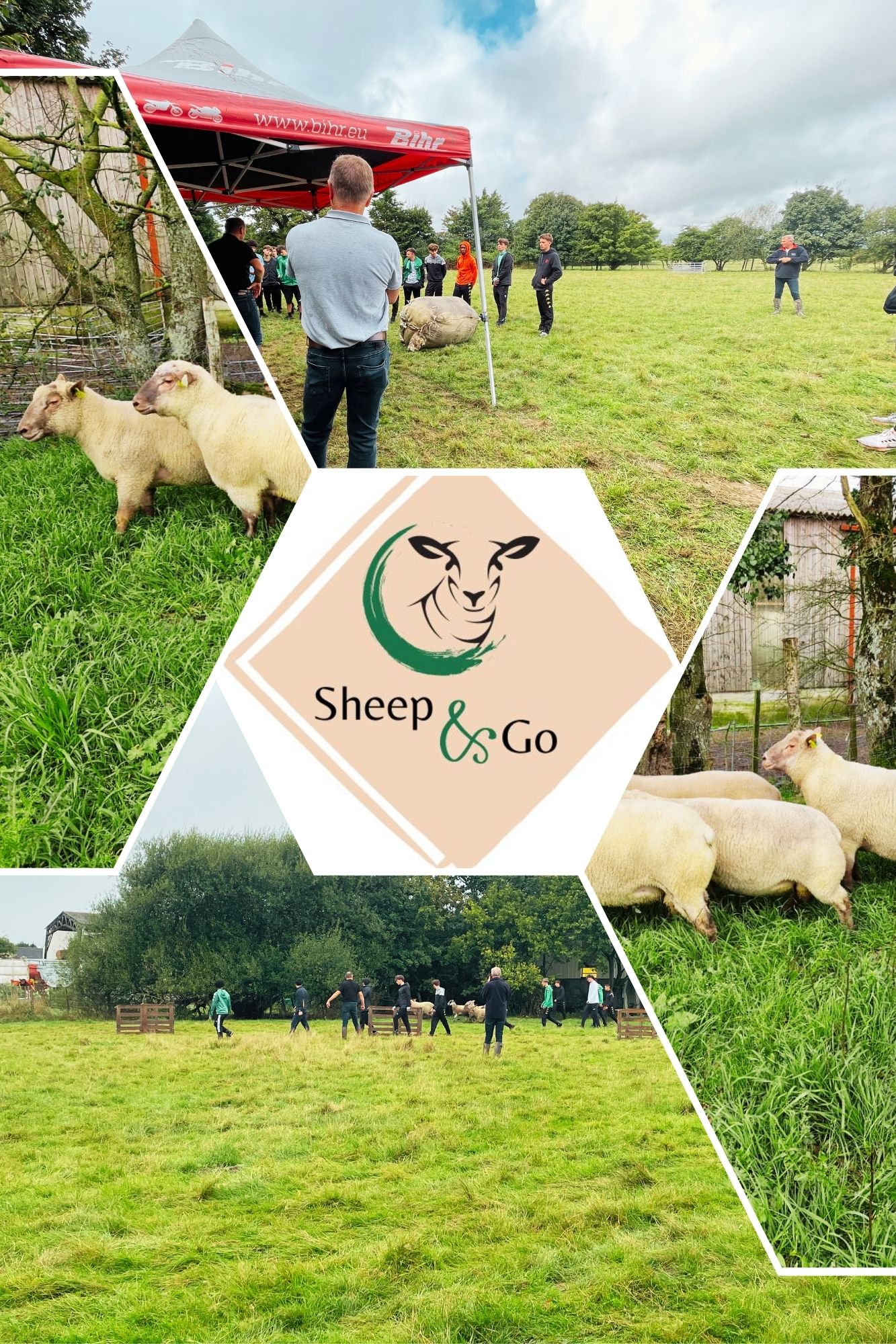 Team Building avec Moutons à Nantes - Sheep and Go